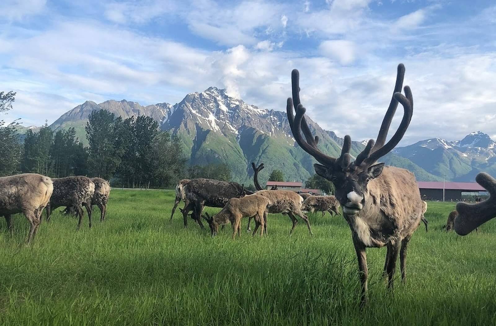 Experience Alaska’s Wildlife: Visiting Reindeer and Musk Ox Farms Near ...